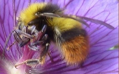 Biodiversiteit - HDSR