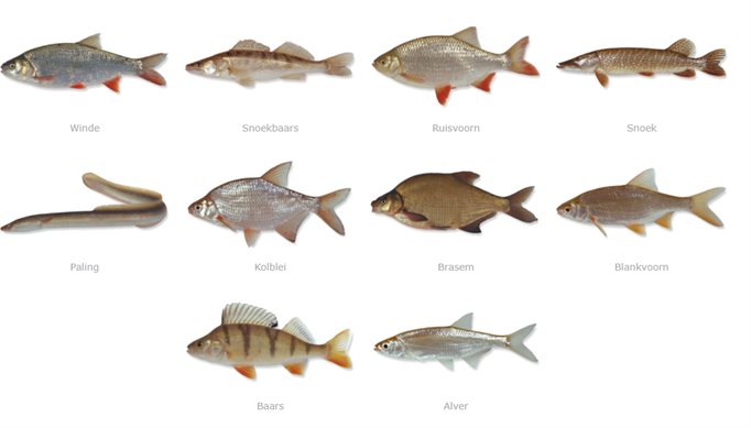 Eerste visdeurbel ter wereld in Utrecht - HDSR
